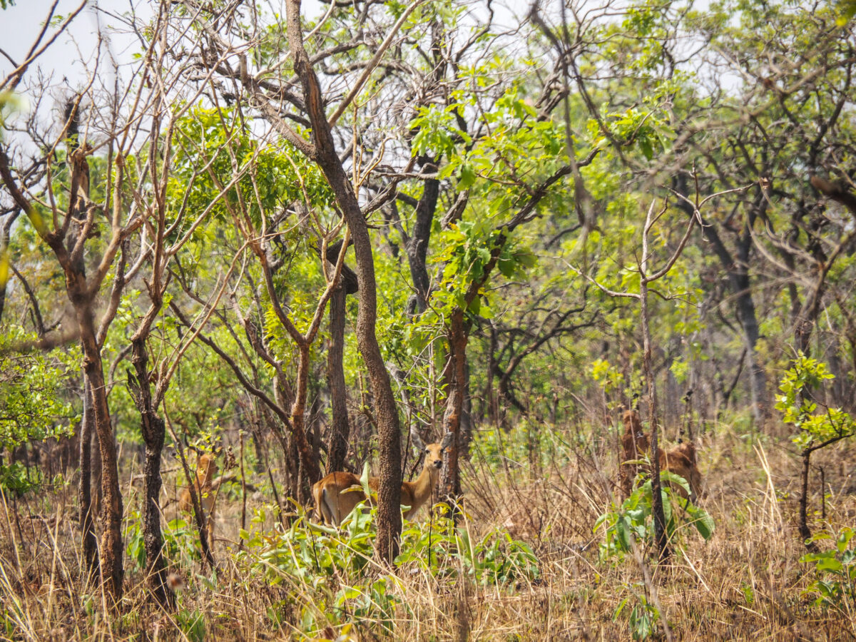 WisePark: Conservation of Comoé National Park - gisAction
